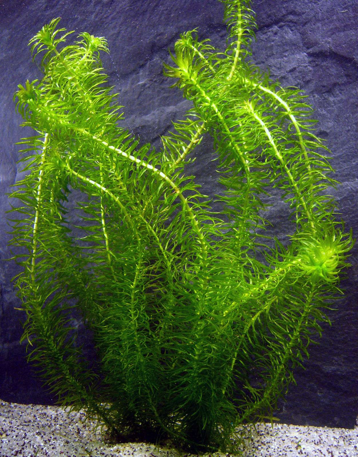 Egeria Najas - submerged - Aquarium Plants – Lincspplants