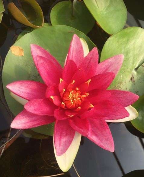James Brydon water lily - pond plants - MW11 – Lincspplants