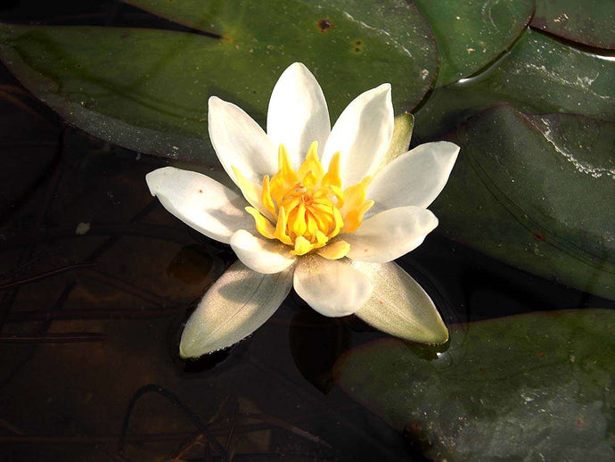 Pygmaea Alba (canina) water lily - pond plants - DW08 – Lincspplants
