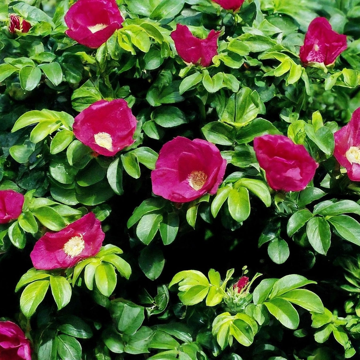 Rosa Rugosa 'Rubra' – Lincspplants
