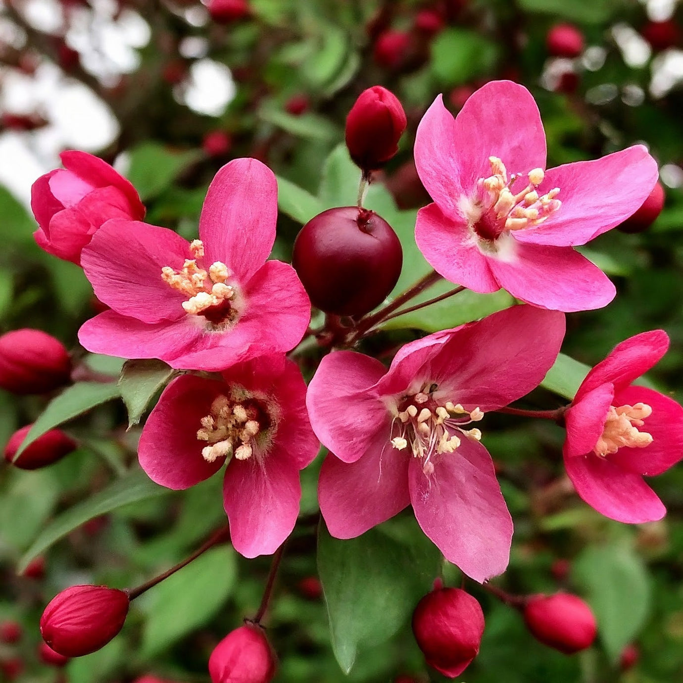 Malus Royalty Maiden – Lincspplants