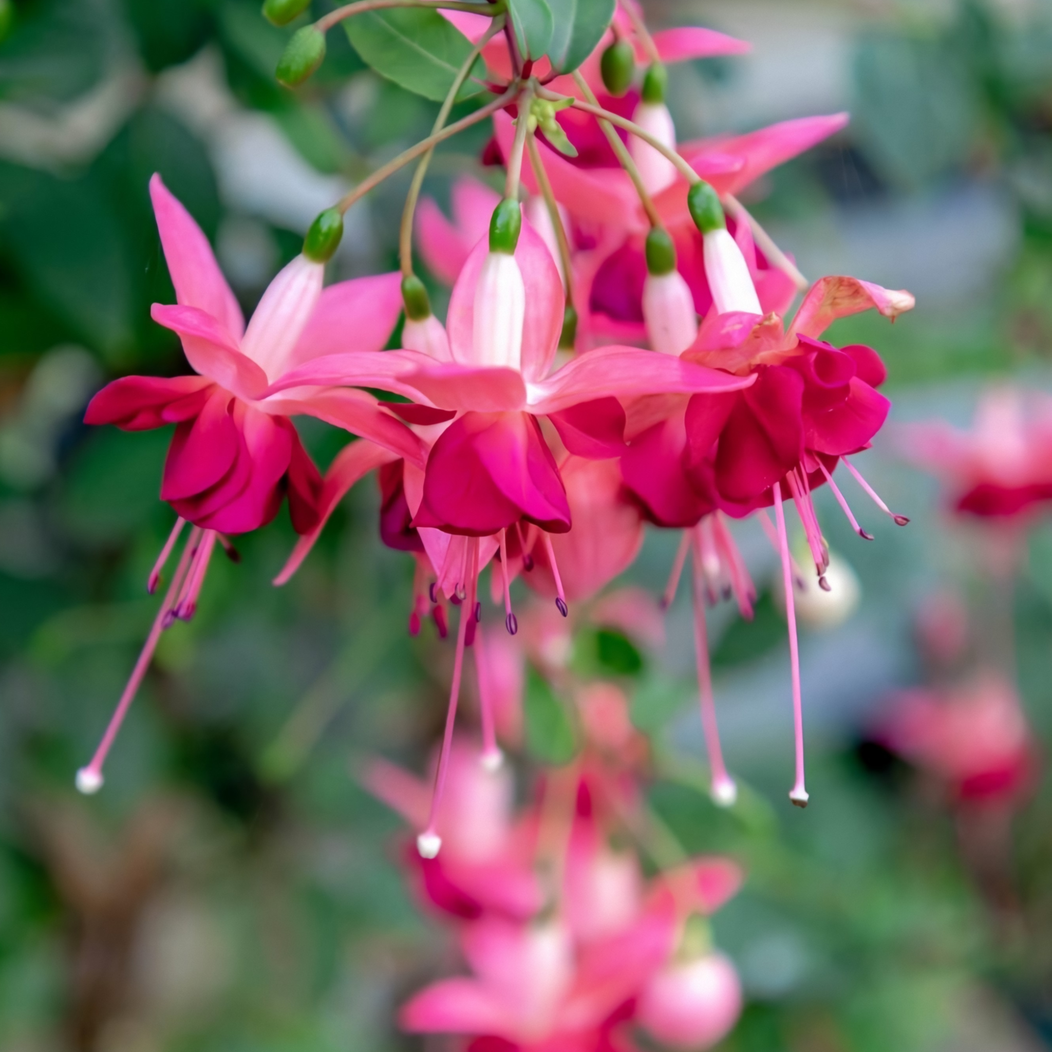 Fuchsia Paula Jane - Upright (9cm Pot) – Lincspplants
